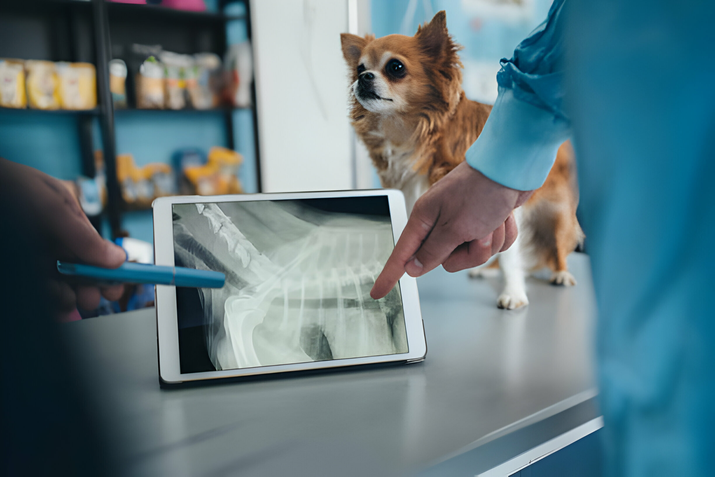 Digital X-Ray - Towerhill Veterinary Clinic & Vet On The Move